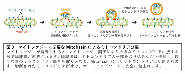 2023-05-16 新規ミトコンドリア分裂因子を発見 - 九州大学大学院医学研究院細胞生理学分野